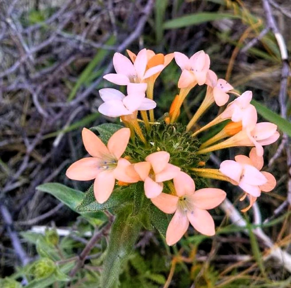 100 LARGE FLOWERED PHLOX Collomia Grandiflora Flower Seeds – Haven Herbs