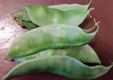 Hyacinth(Val Papdi) Bean-Bharat – Haven Herbs