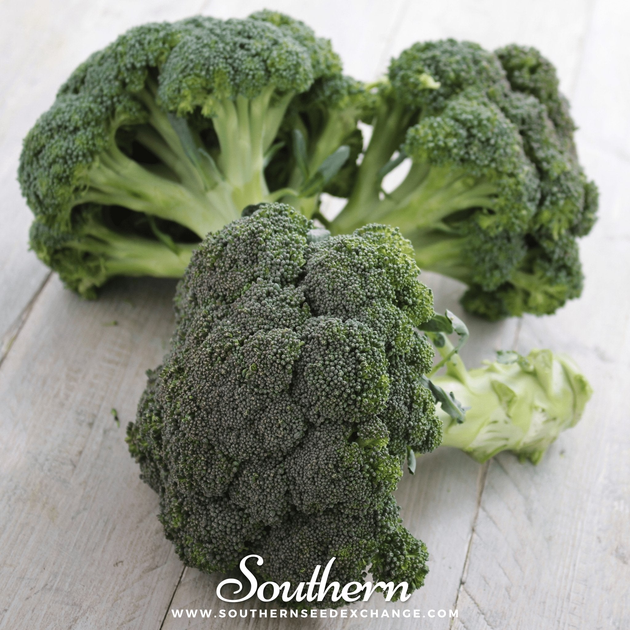 Calabrese Green Broccoli – 100 Seeds – Haven Herbs