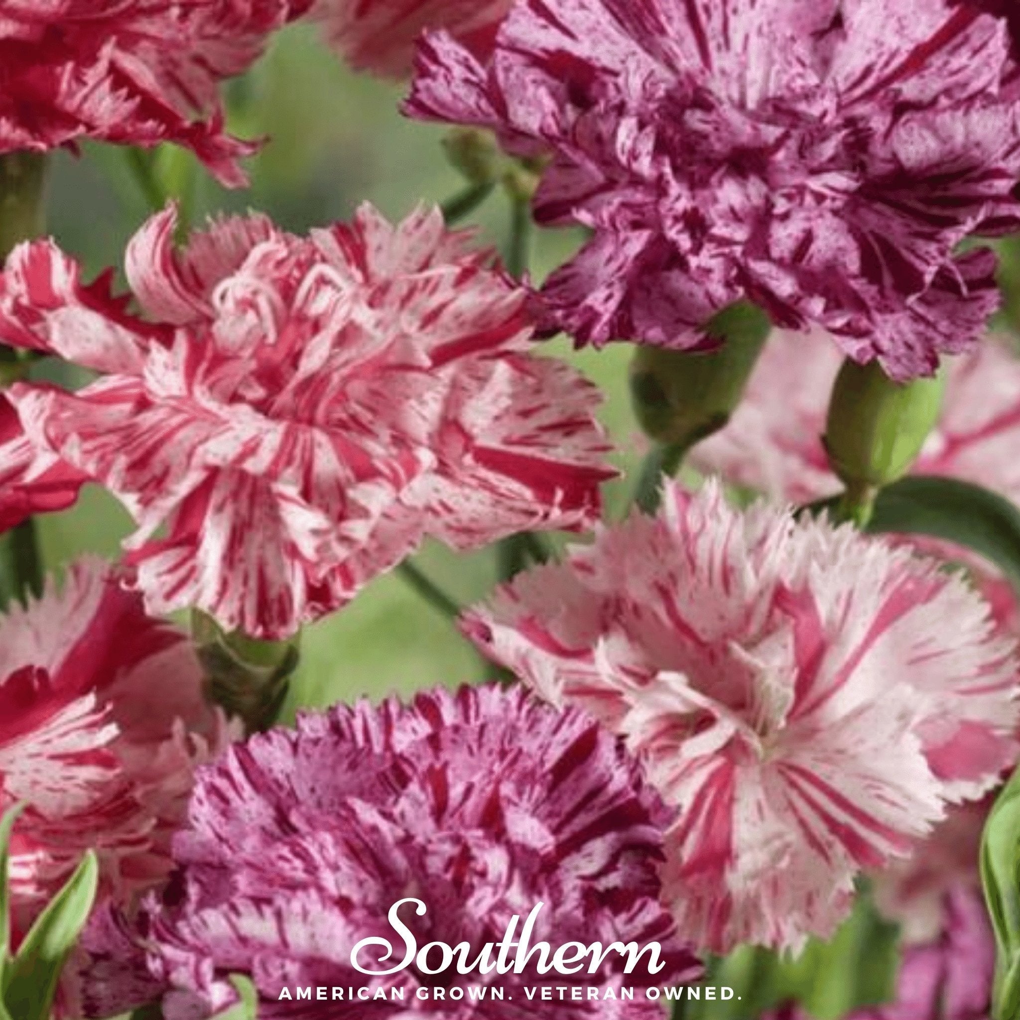 Chabaud Picotee Carnation Mix – 25 Seeds – Haven Herbs