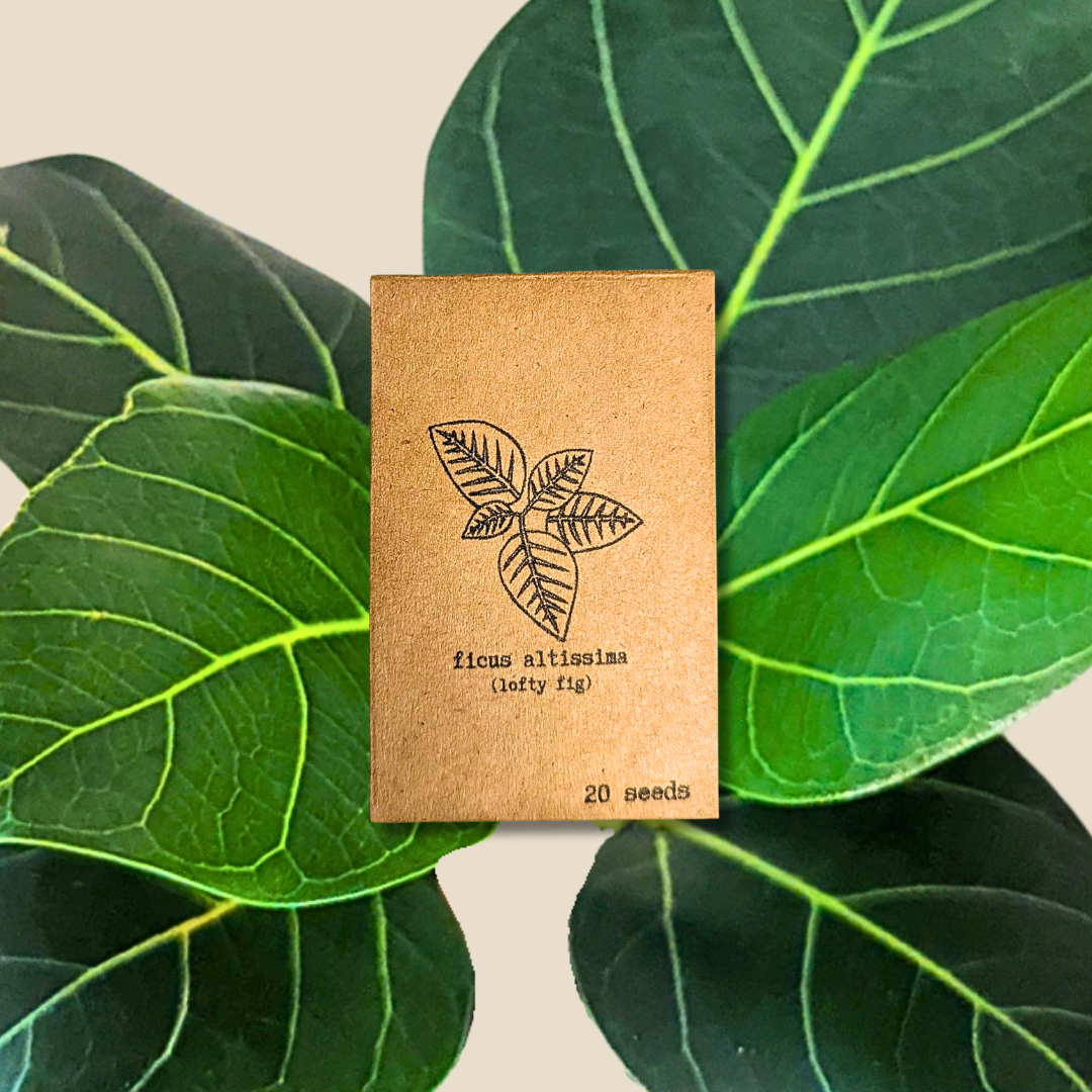 Ficus Altissima 'Lofty Fig' Seeds – Haven Herbs