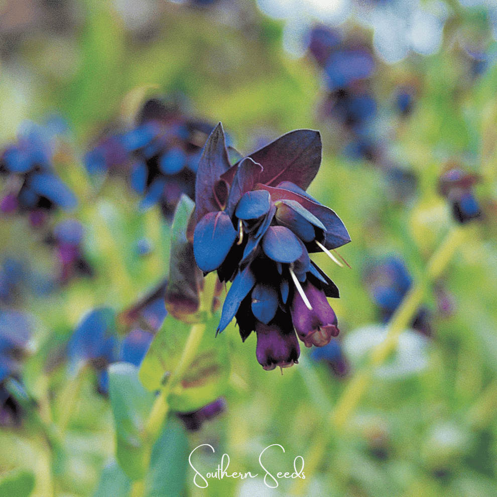 Blue Shrimp Honeywort – 10 Seeds – Haven Herbs