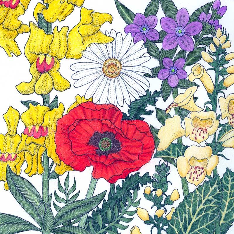 North American Shade Wildflower Mix (1 lb) – Haven Herbs