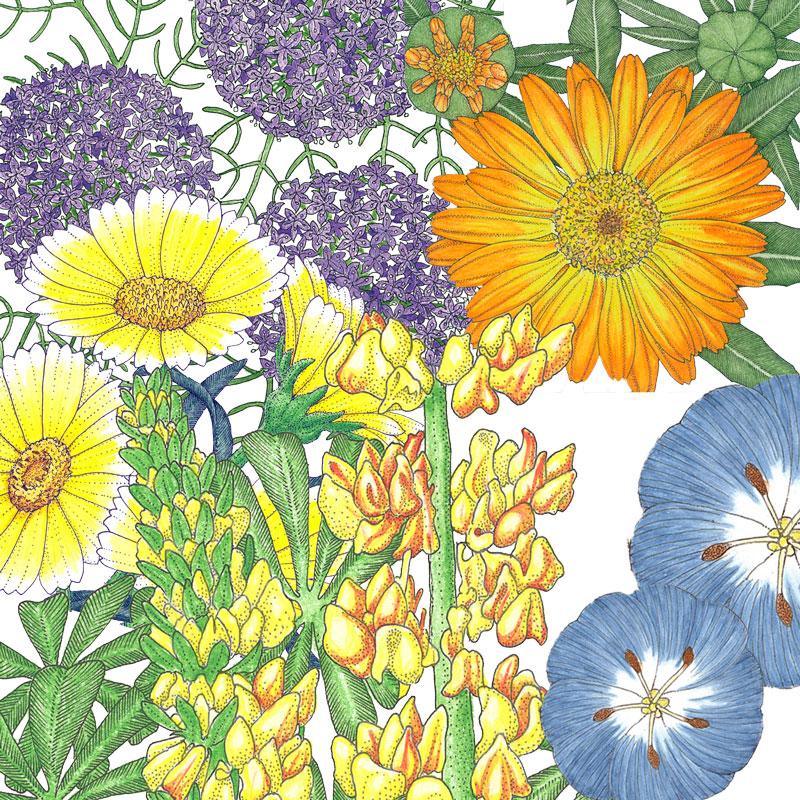 Peaceful Valley Flowering Pollinator Mix (1/4 lb) – Haven Herbs