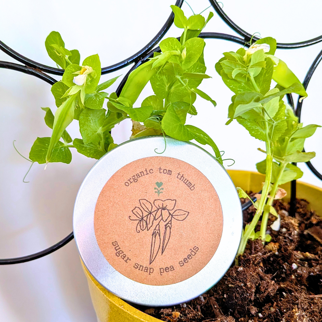Organic Dwarf Sugar Snap Pea Seeds – Haven Herbs